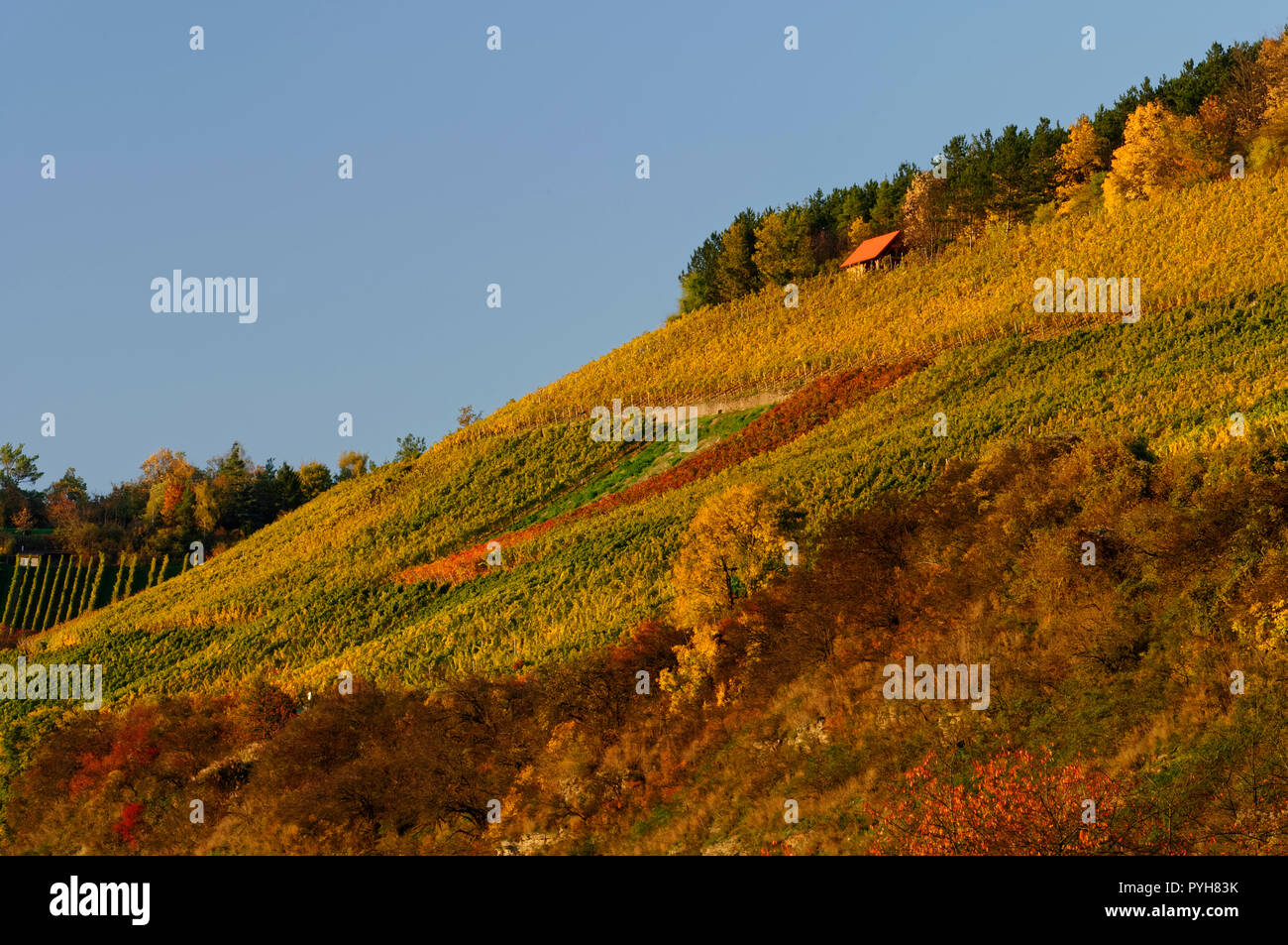 Vineyards near Himmelstadt on river Main, Main-Spessart District, Lower ...