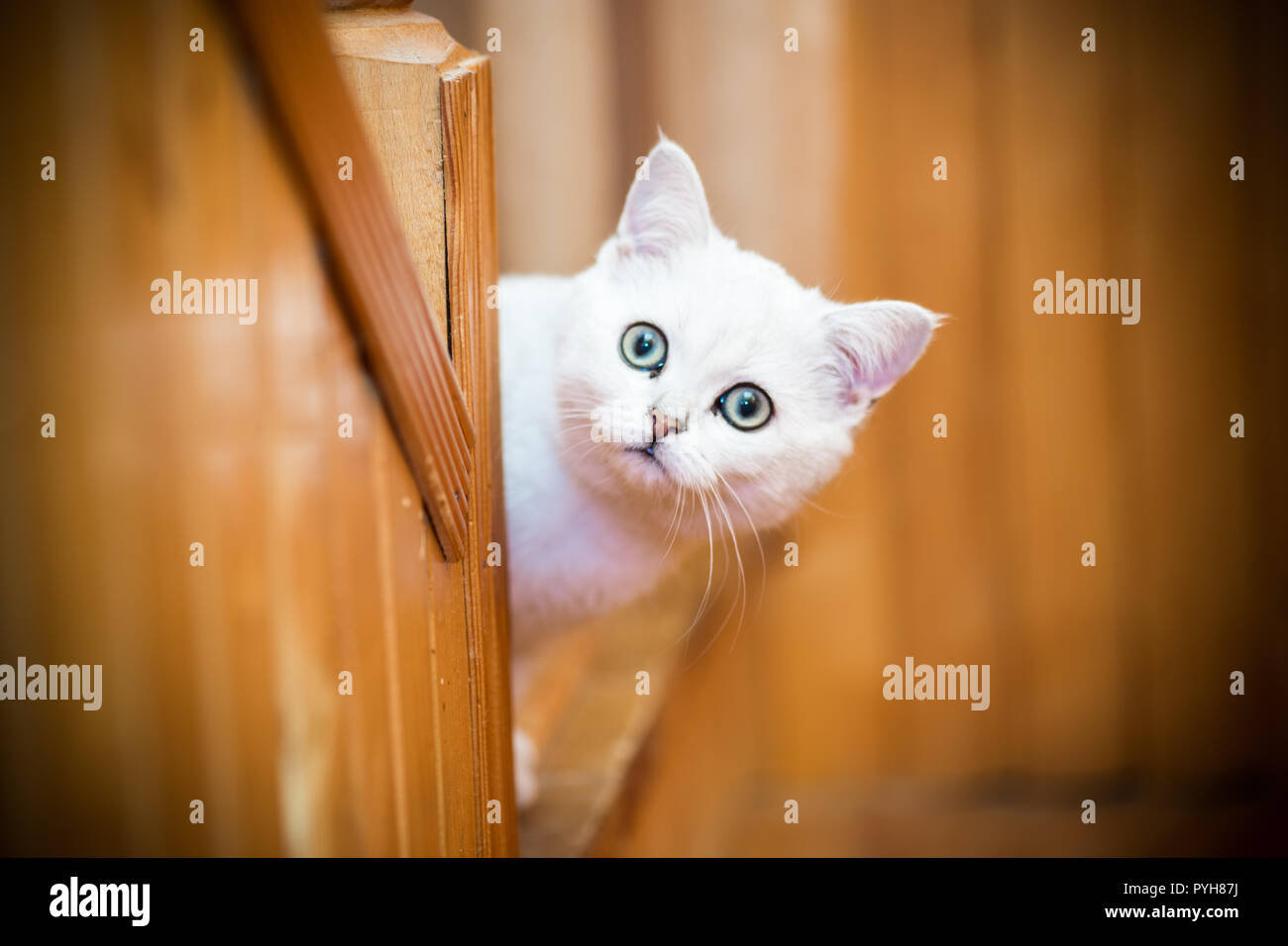 beautiful young cat breed Scottish chinchilla straight Stock Photo - Alamy