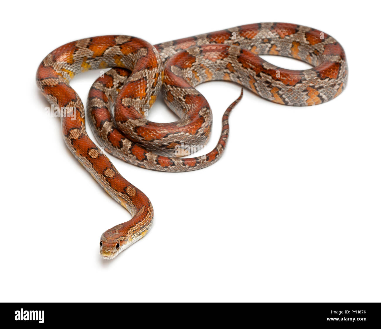 Black And Red Corn Snake