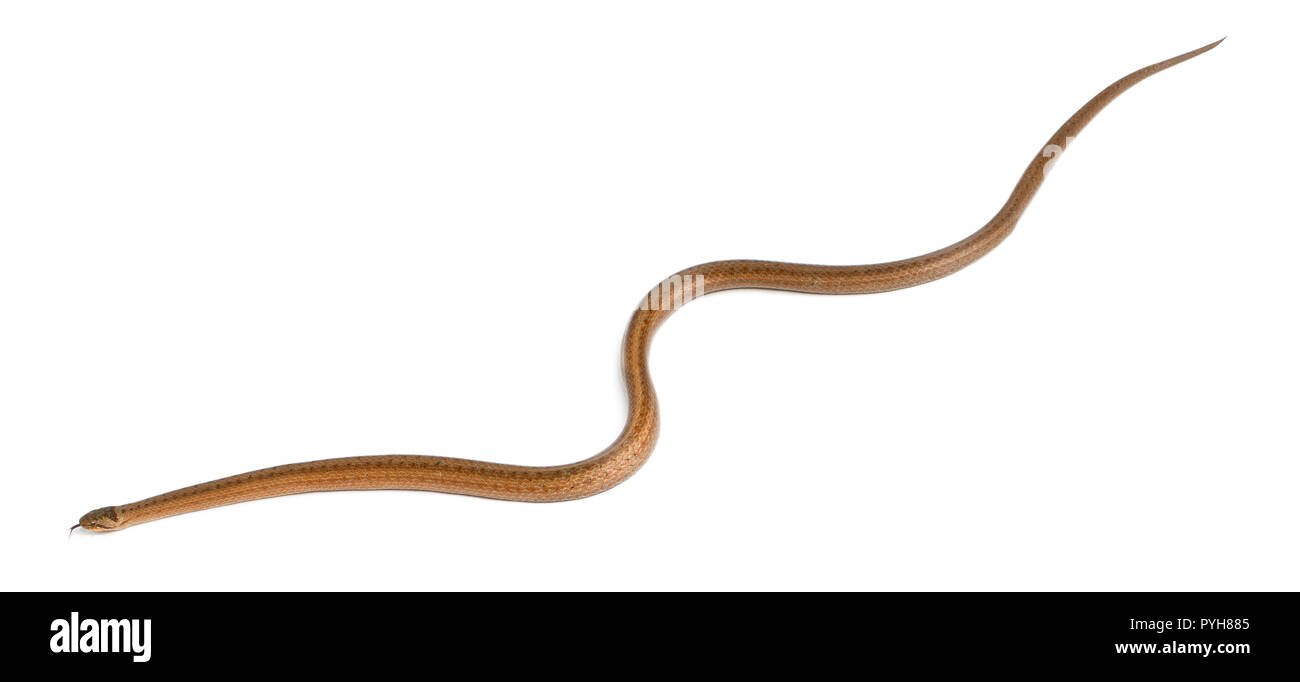 Smooth snake, Coronella austriaca, in front of white background Stock ...