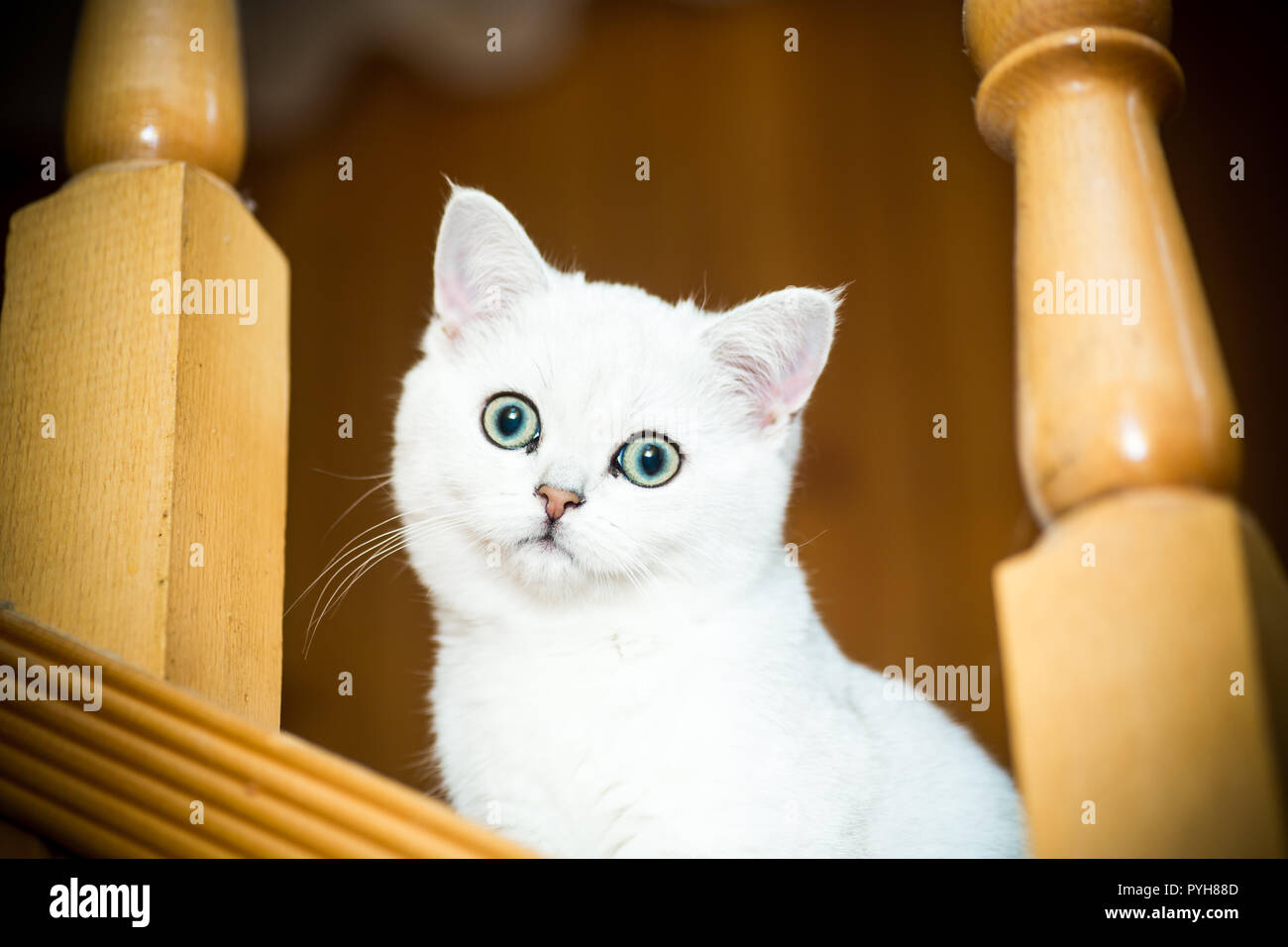 beautiful young cat breed Scottish chinchilla straight Stock Photo - Alamy