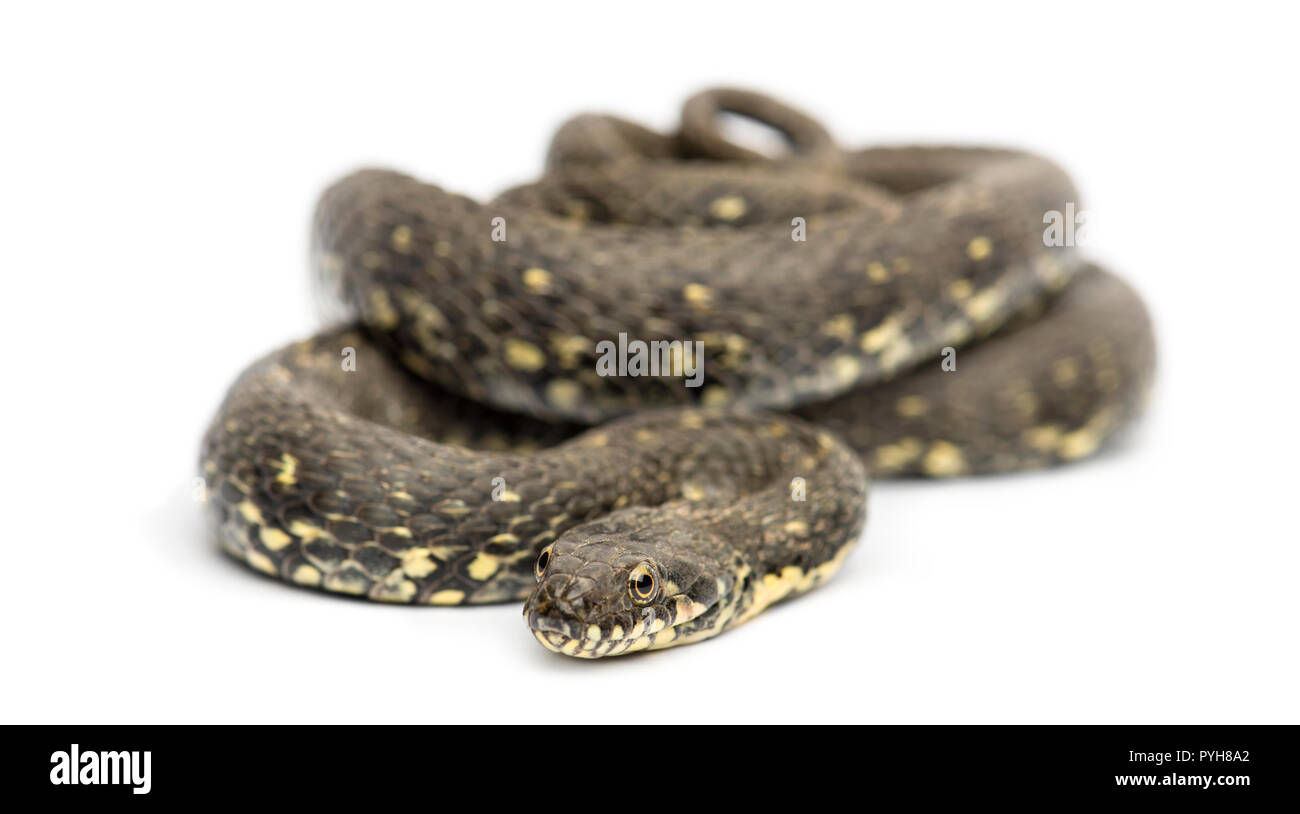 Green Whip Snake, Hierophis viridiflavus, isolated on white Stock Photo ...