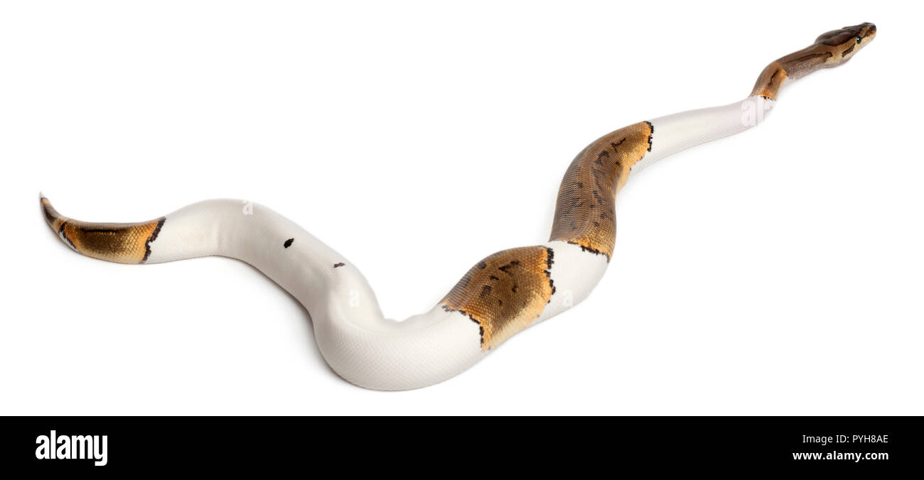 Female Pinstripe Pied Royal python, ball python, Python regius, 14 ...