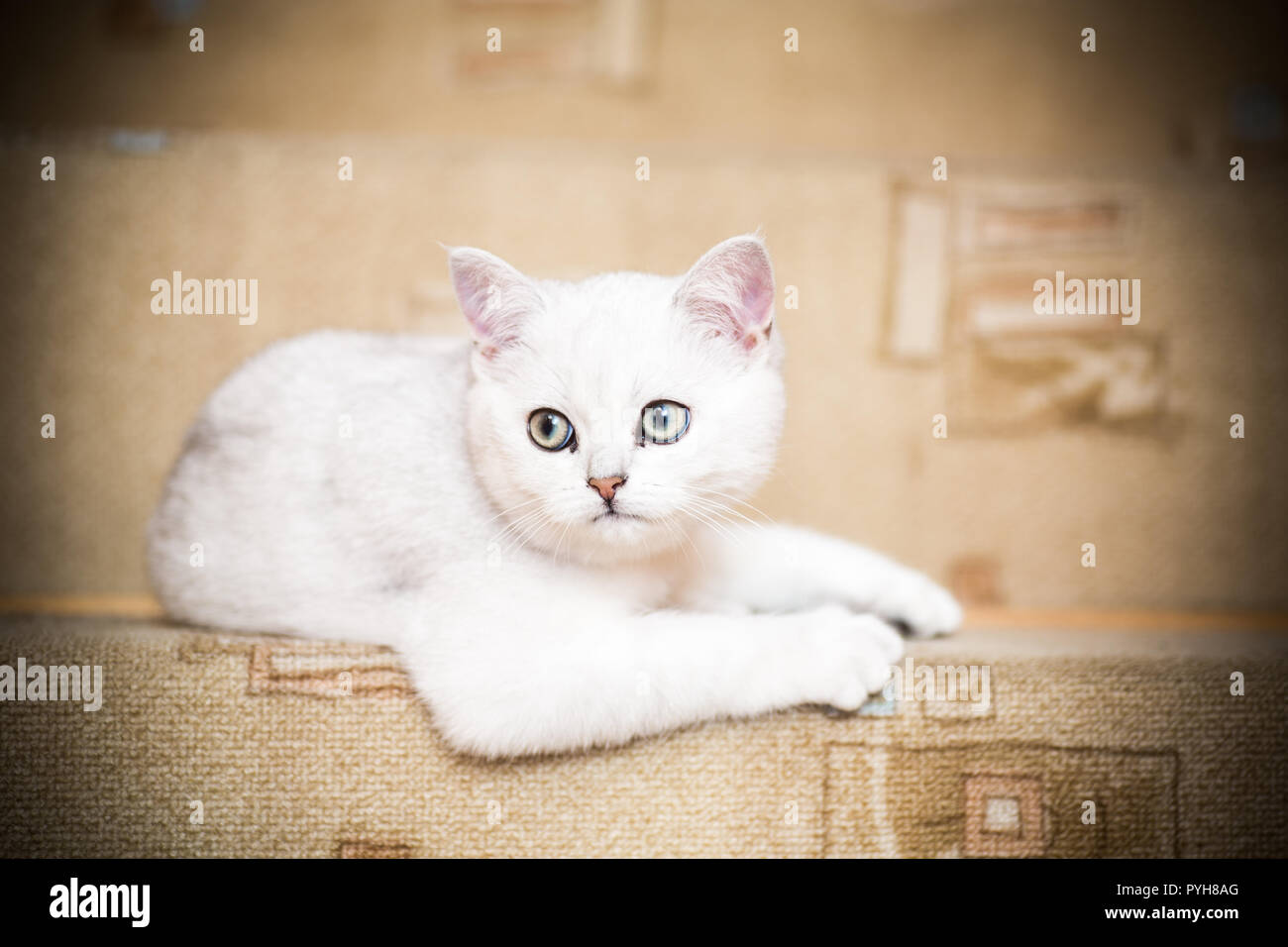 beautiful young cat breed Scottish chinchilla straight Stock Photo - Alamy