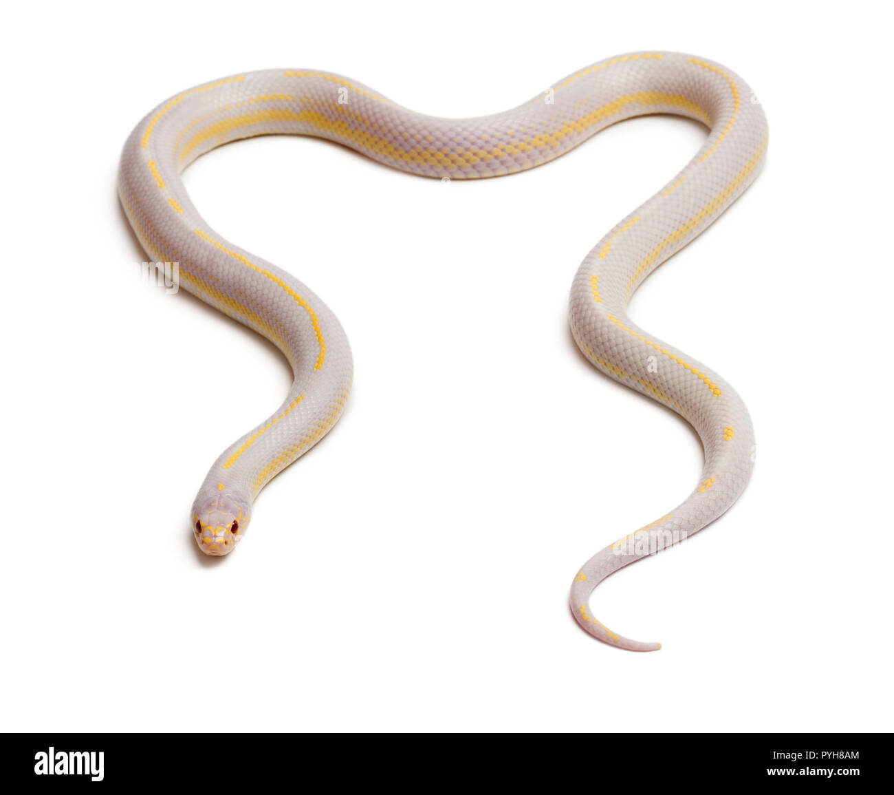 Albinos banana eastern kingsnake hi-res stock photography and images ...