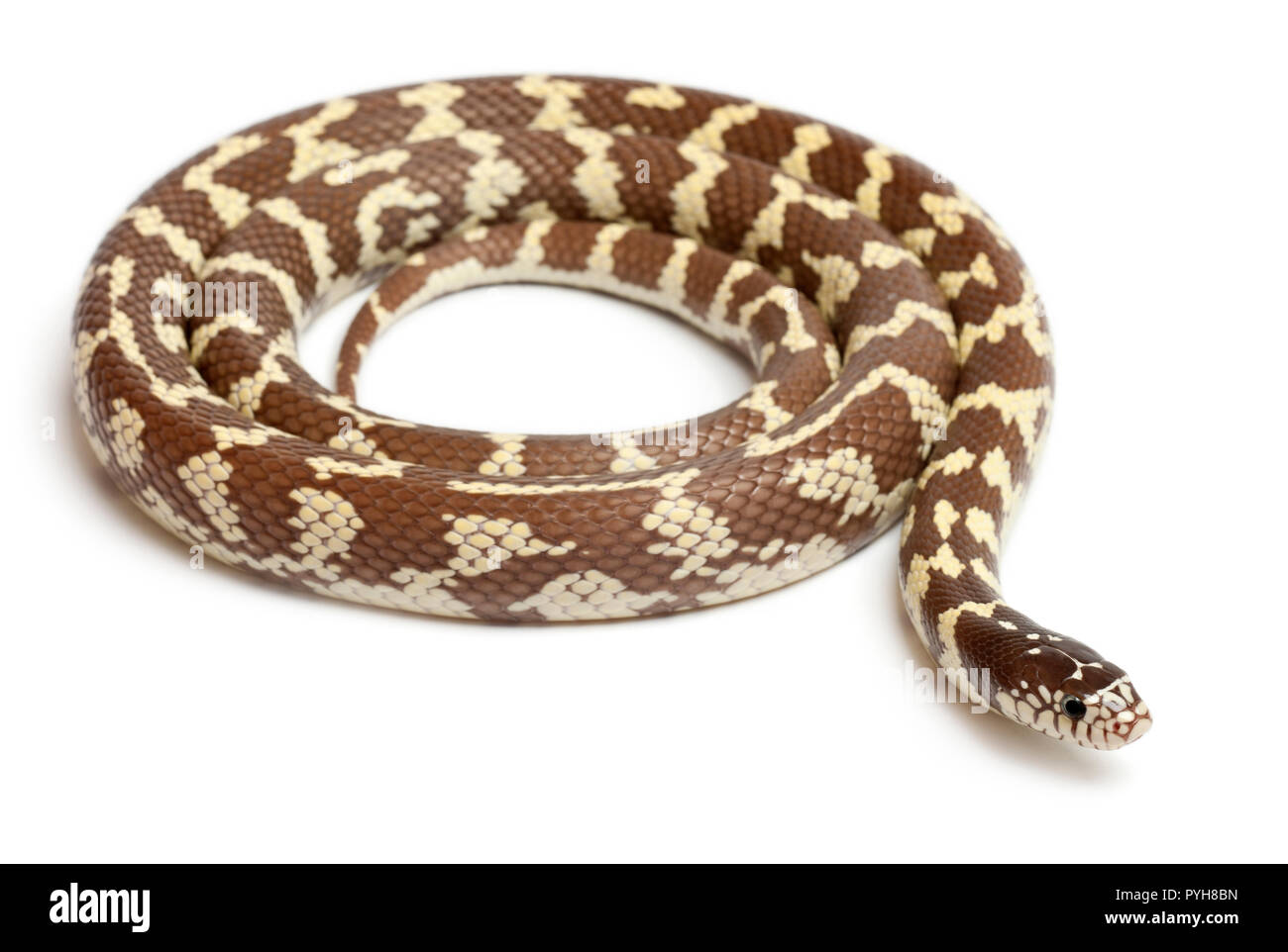Banana eastern kingsnake hi-res stock photography and images - Alamy
