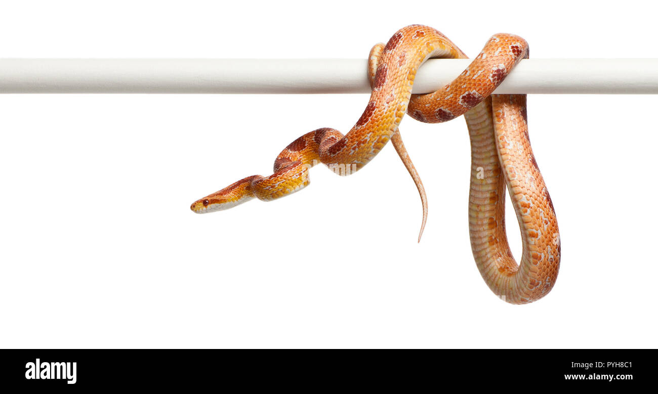 Okeetee albino Corn Snake, Pantherophis guttatus, in front of white ...