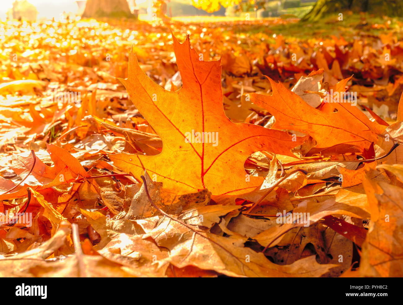 Golden sycamore leaf hi-res stock photography and images - Alamy