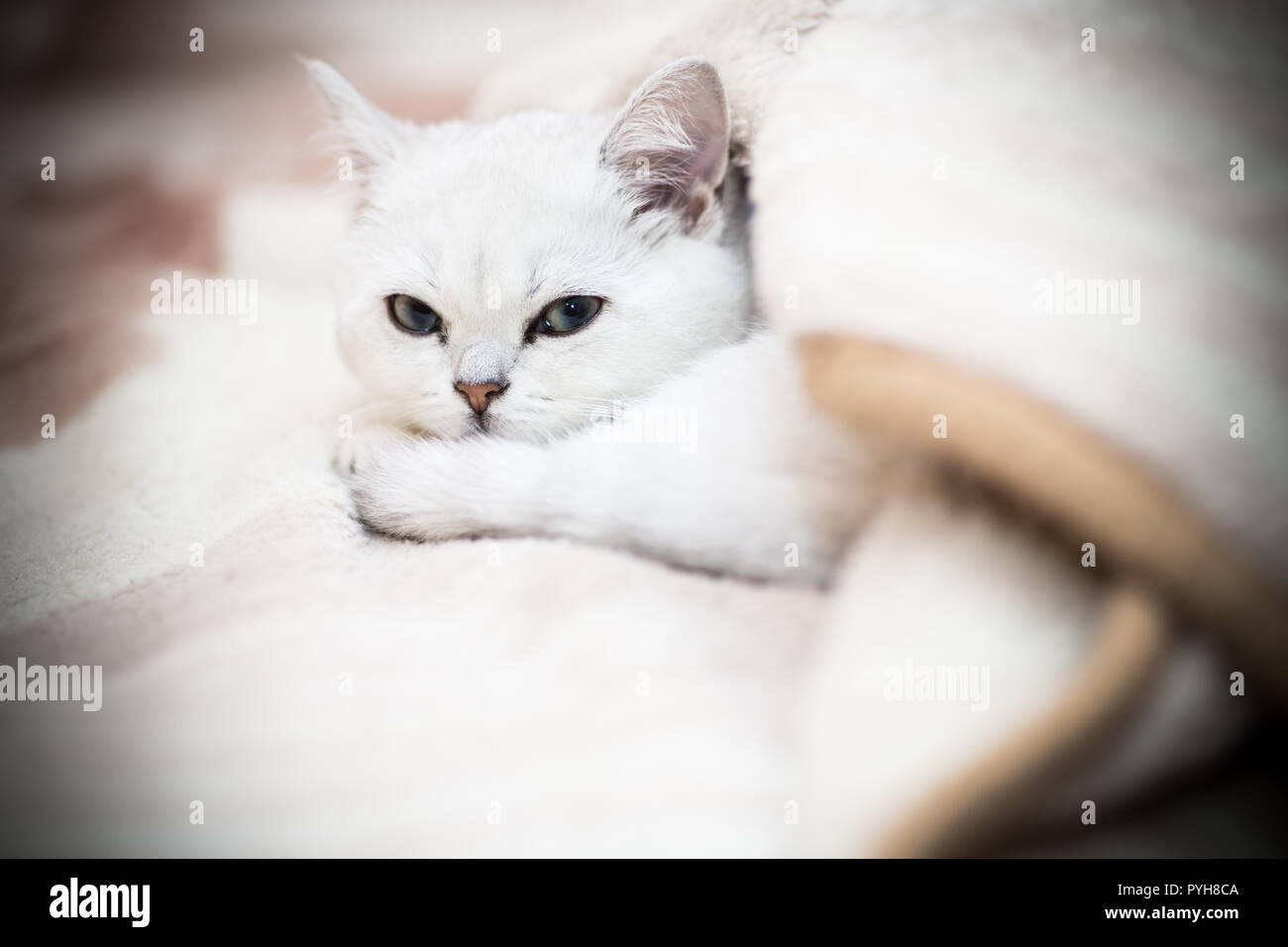 beautiful young cat breed Scottish chinchilla straight Stock Photo - Alamy