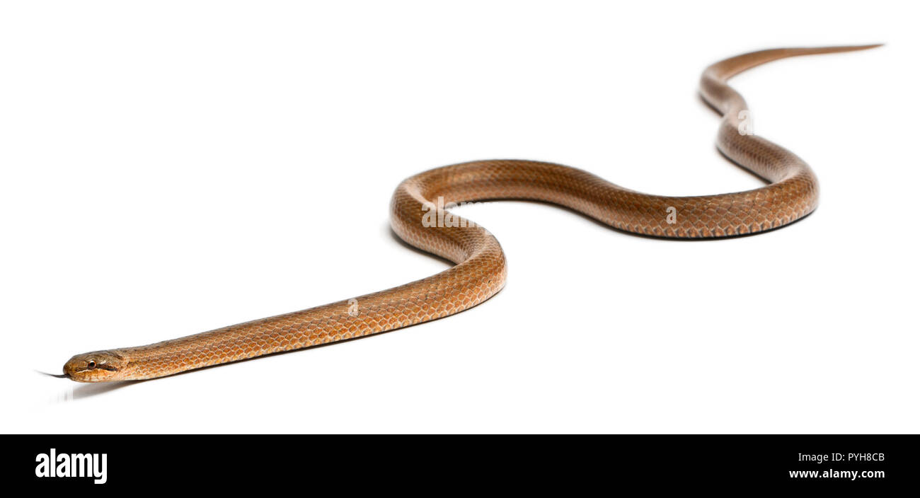 Smooth snake, Coronella austriaca, in front of white background Stock ...