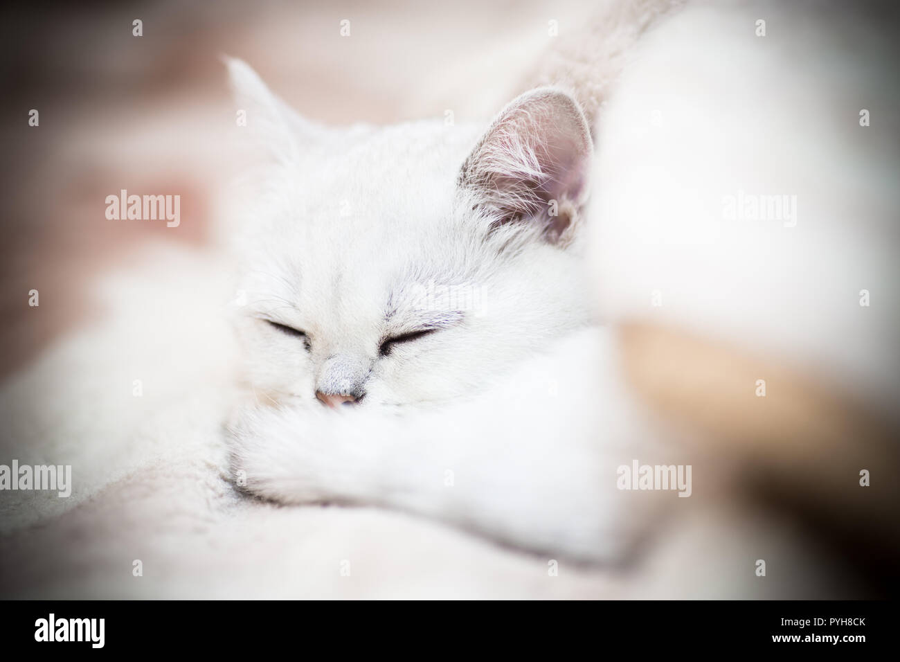 beautiful young cat breed Scottish chinchilla straight Stock Photo - Alamy