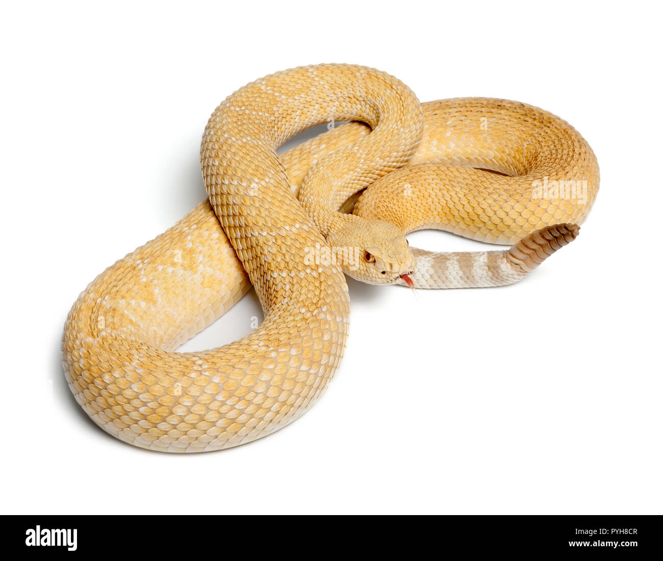 albinos western diamondback rattlesnake - Crotalus atrox, poisonous ...