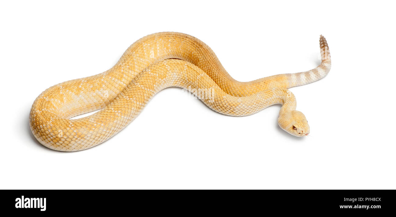 albinos western diamondback rattlesnake - Crotalus atrox, poisonous ...
