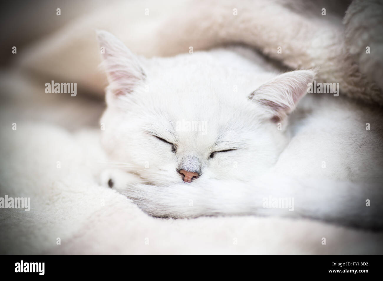 beautiful young cat breed Scottish chinchilla straight Stock Photo - Alamy