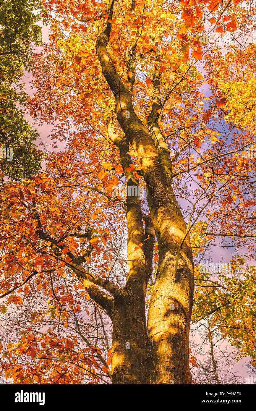 Sycamore tree in autumn hi-res stock photography and images - Alamy
