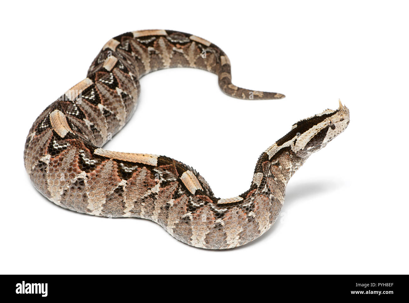 rhinoceros viper, river jack - Bitis nasicornis X gabonica, poisonous ...