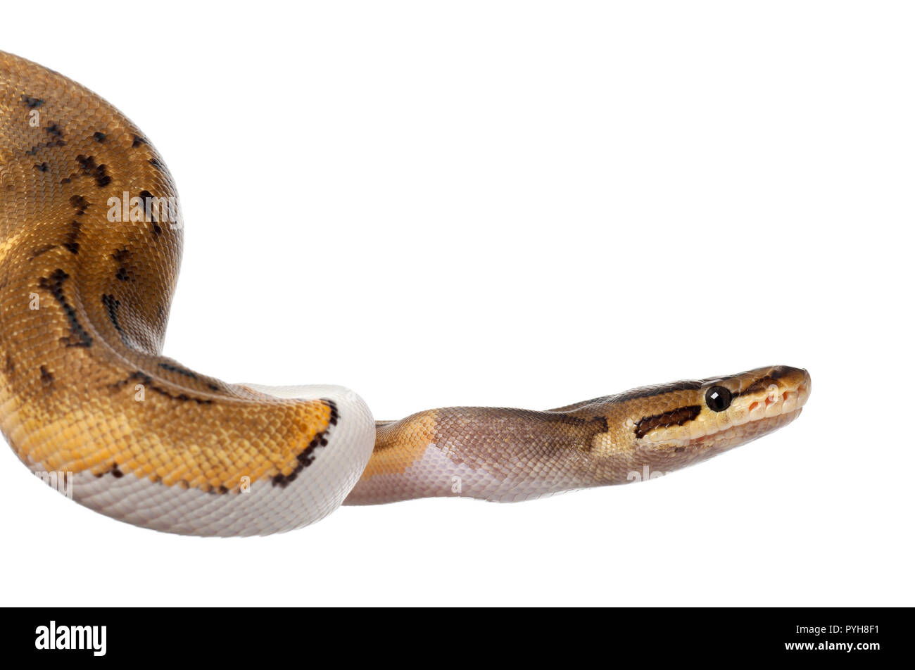 Close-up of Female Pinstripe Pied Royal python, ball python, Python ...