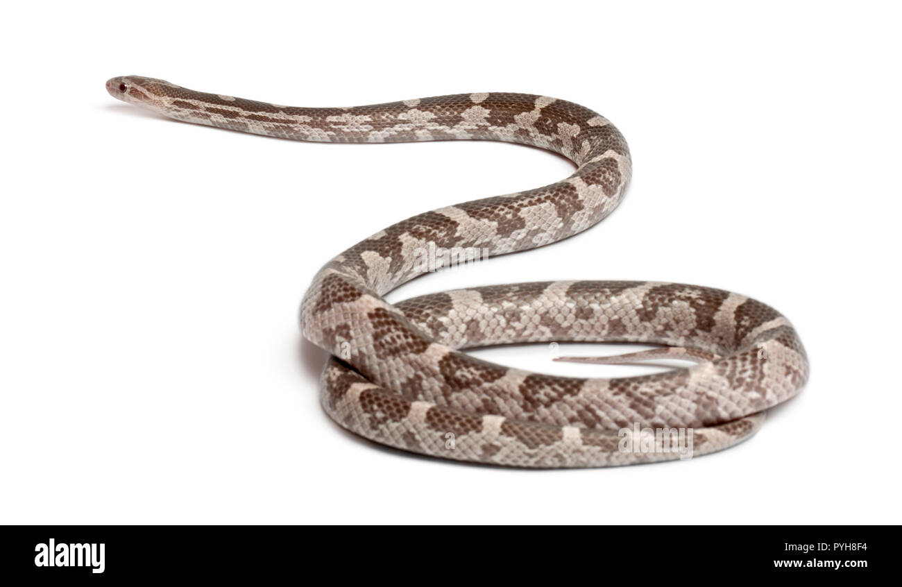 Lavender corn snake hi-res stock photography and images - Alamy