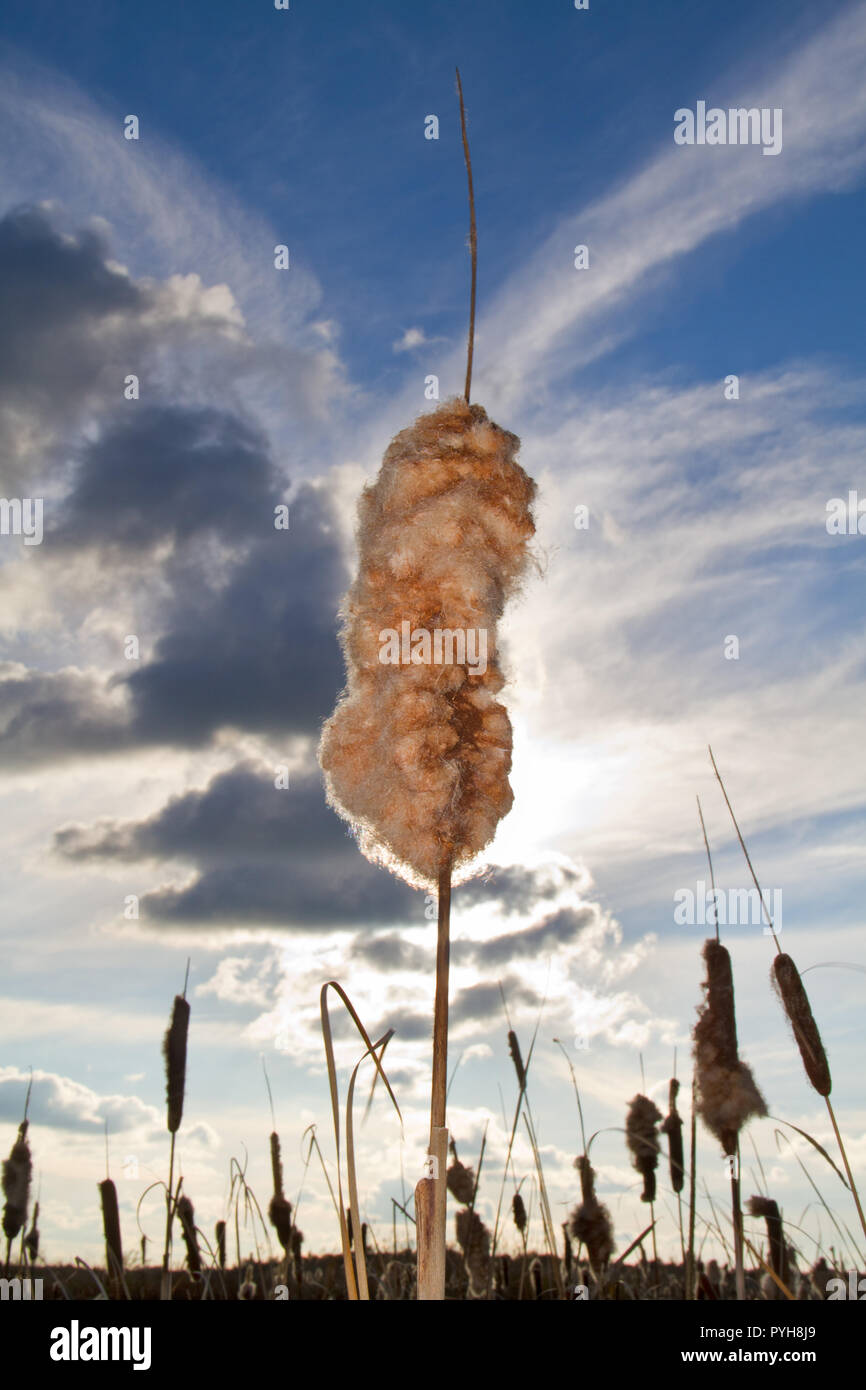Bulrush flower hi-res stock photography and images - Alamy