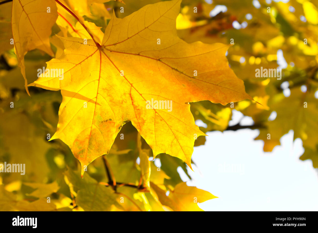 Bright yellow leaf hi-res stock photography and images - Alamy
