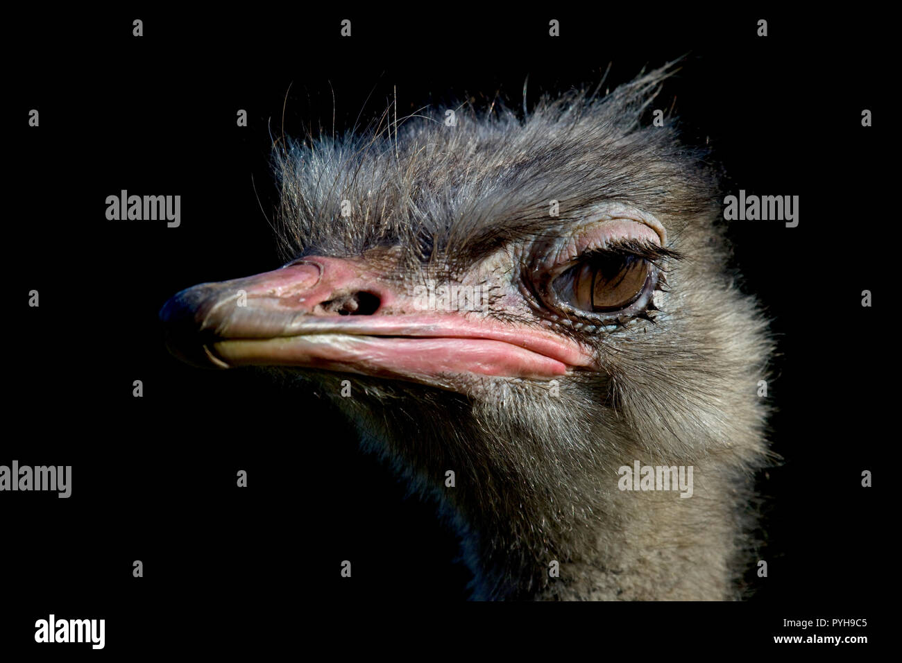 Ostrich struthio camelus karoo hi-res stock photography and images - Alamy