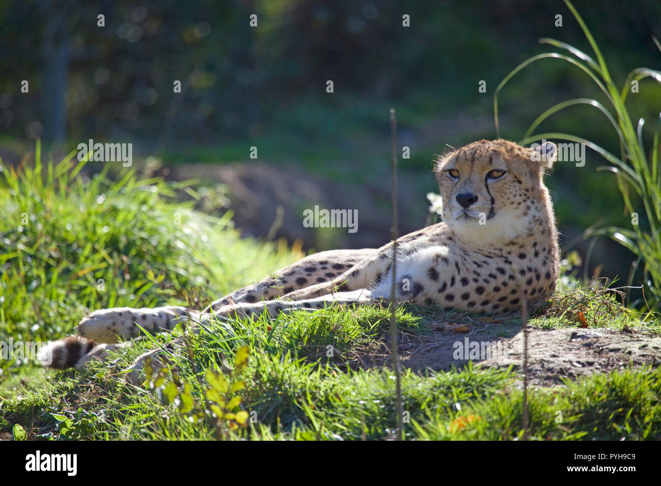 Cheetah relaxing at Dartmoor Zoo Stock Photo - Alamy