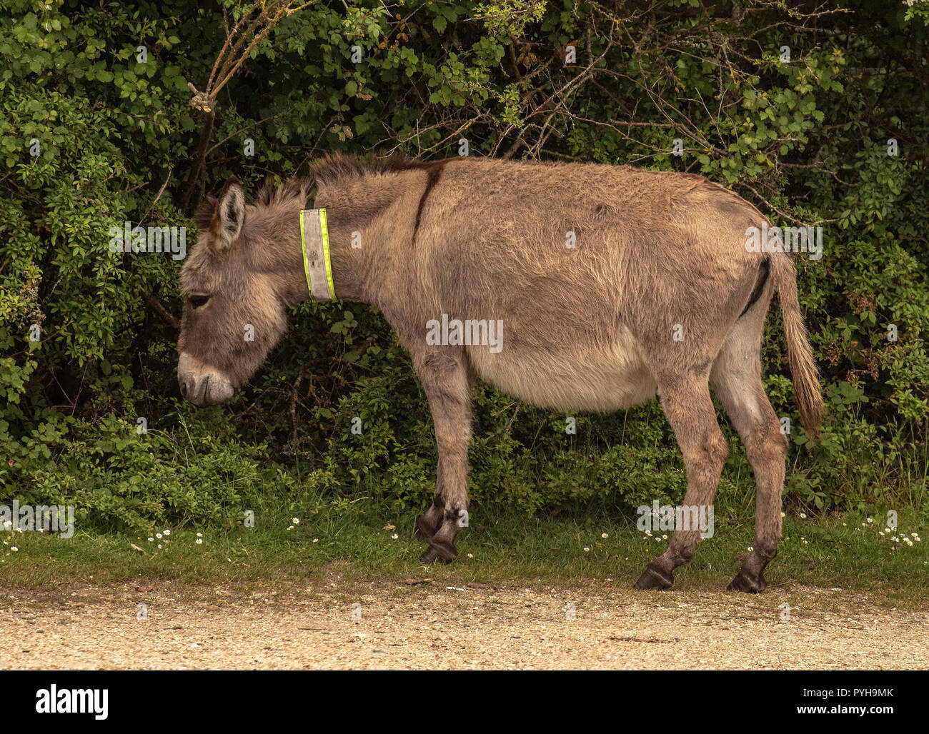 English conservation forest area hi-res stock photography and images ...