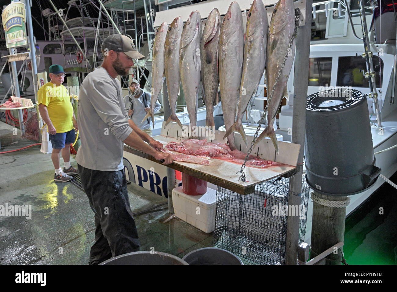 Commercial fisherman filleting the catch of the day at the Harbor Walk ...