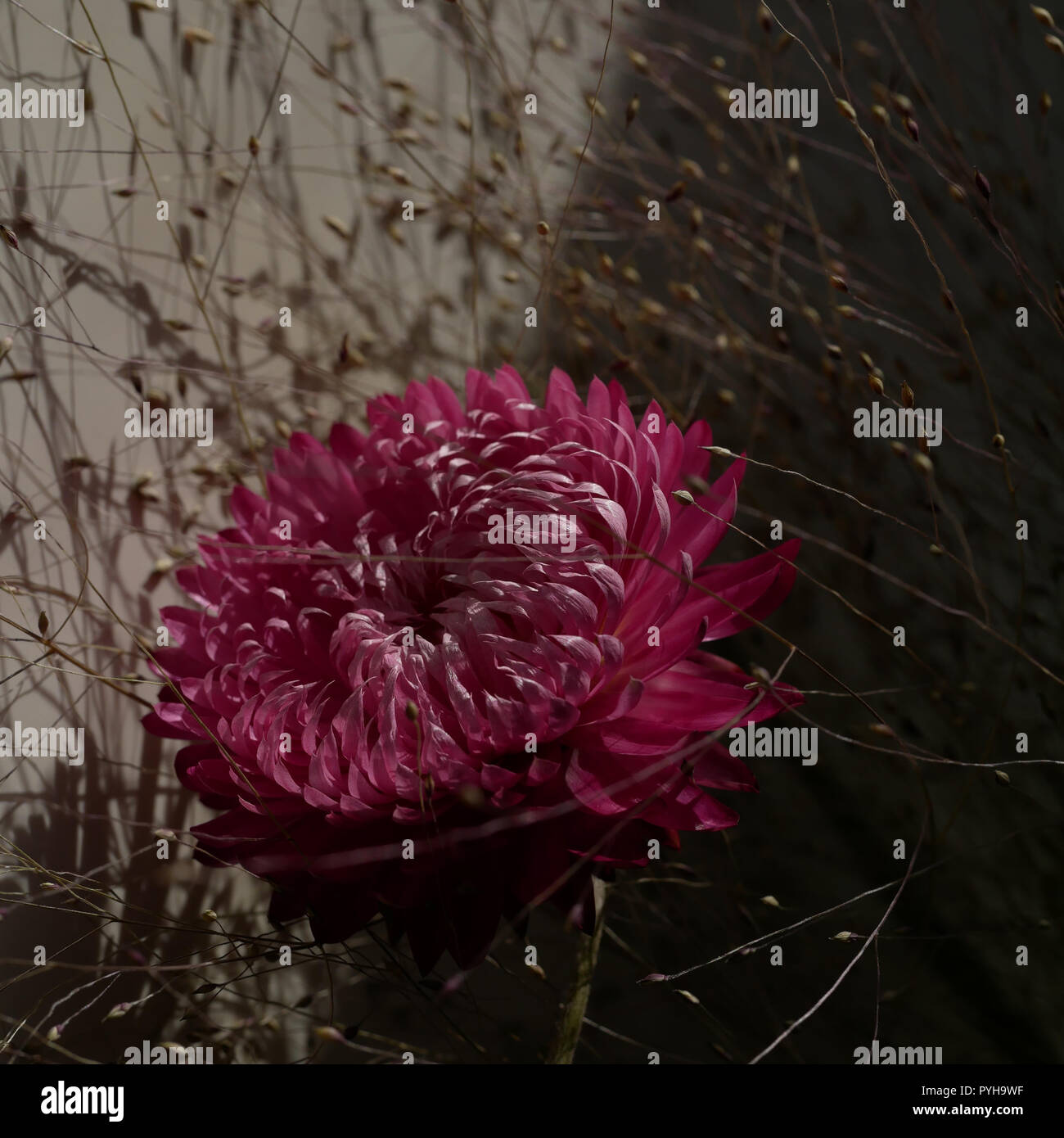 Pink Everlasting Flower High Resolution Stock Photography and Images ...