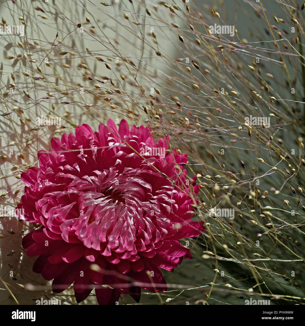 Pink flower with grass in sunlight Stock Photo - Alamy