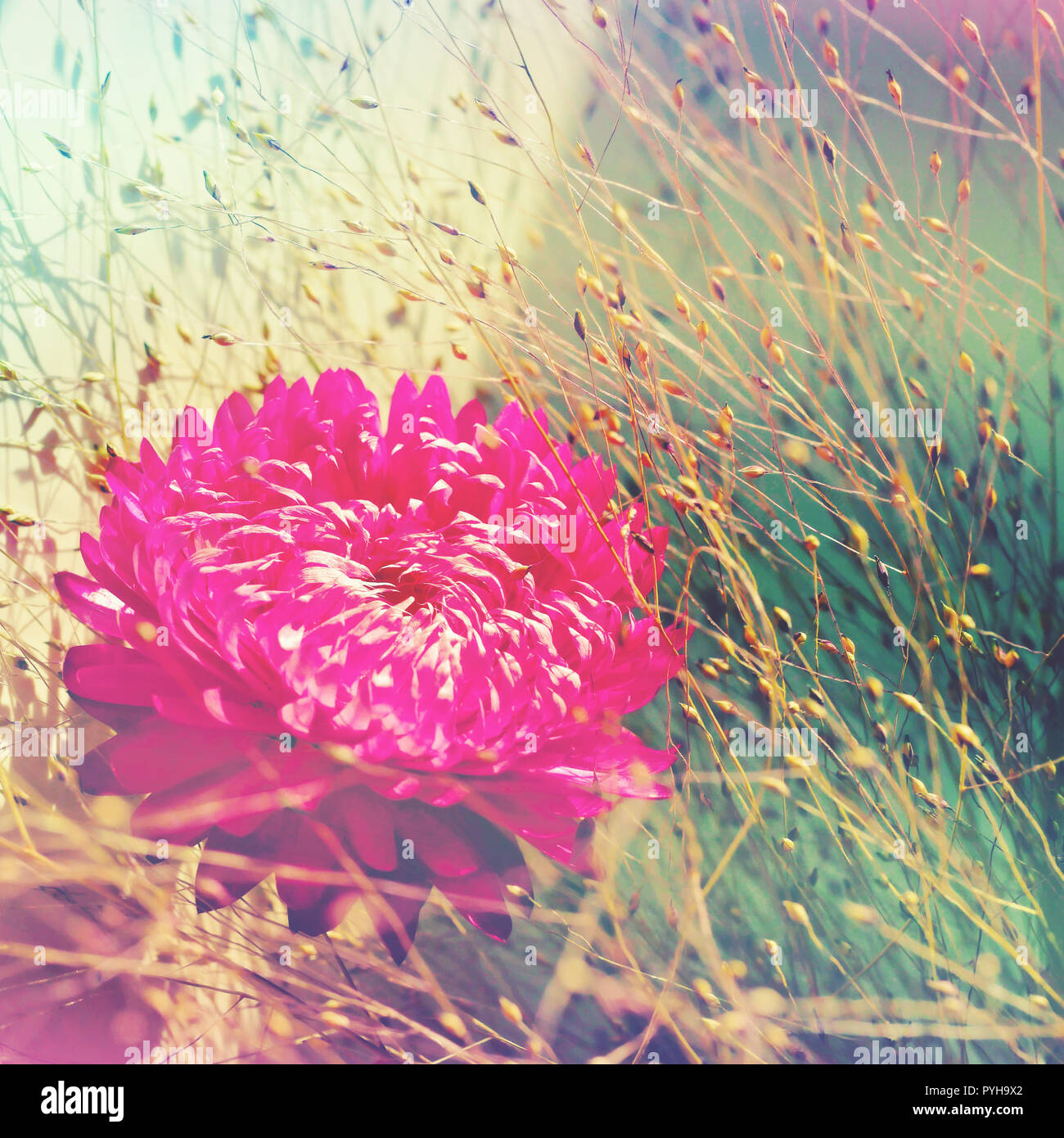Pink grass flower hi-res stock photography and images - Alamy