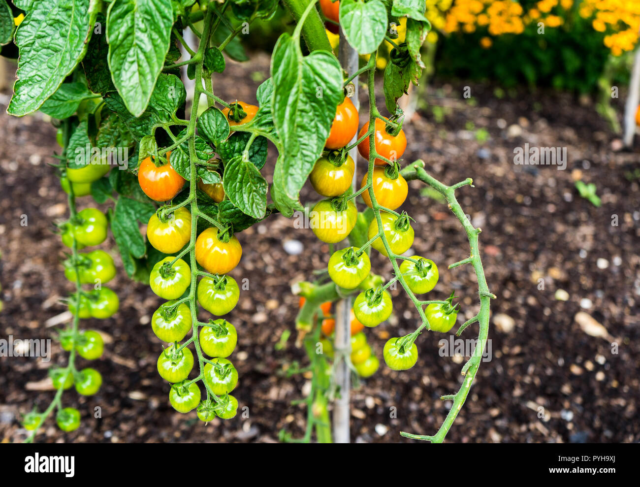 Naturaltomato hi-res stock photography and images - Alamy