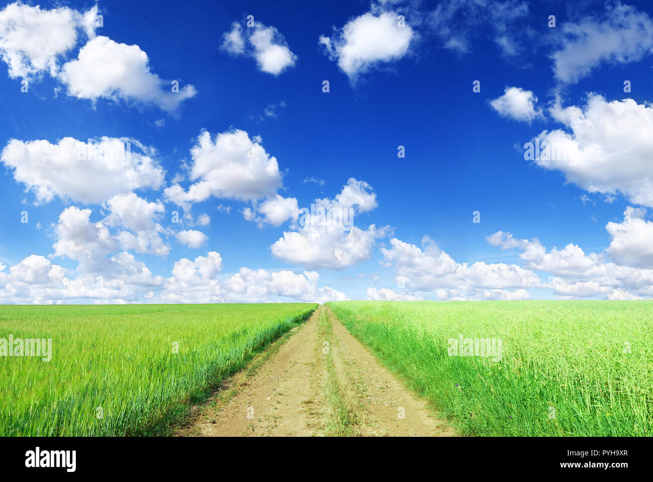 Idyllic view, rural path among green fields, blue sky and white clouds ...