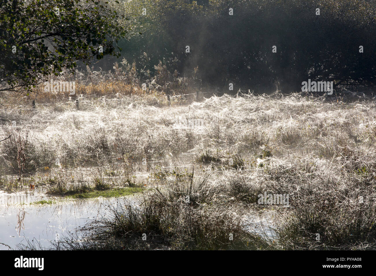 Spiders webs covered in dew at the head of Lake Windermere, in ...