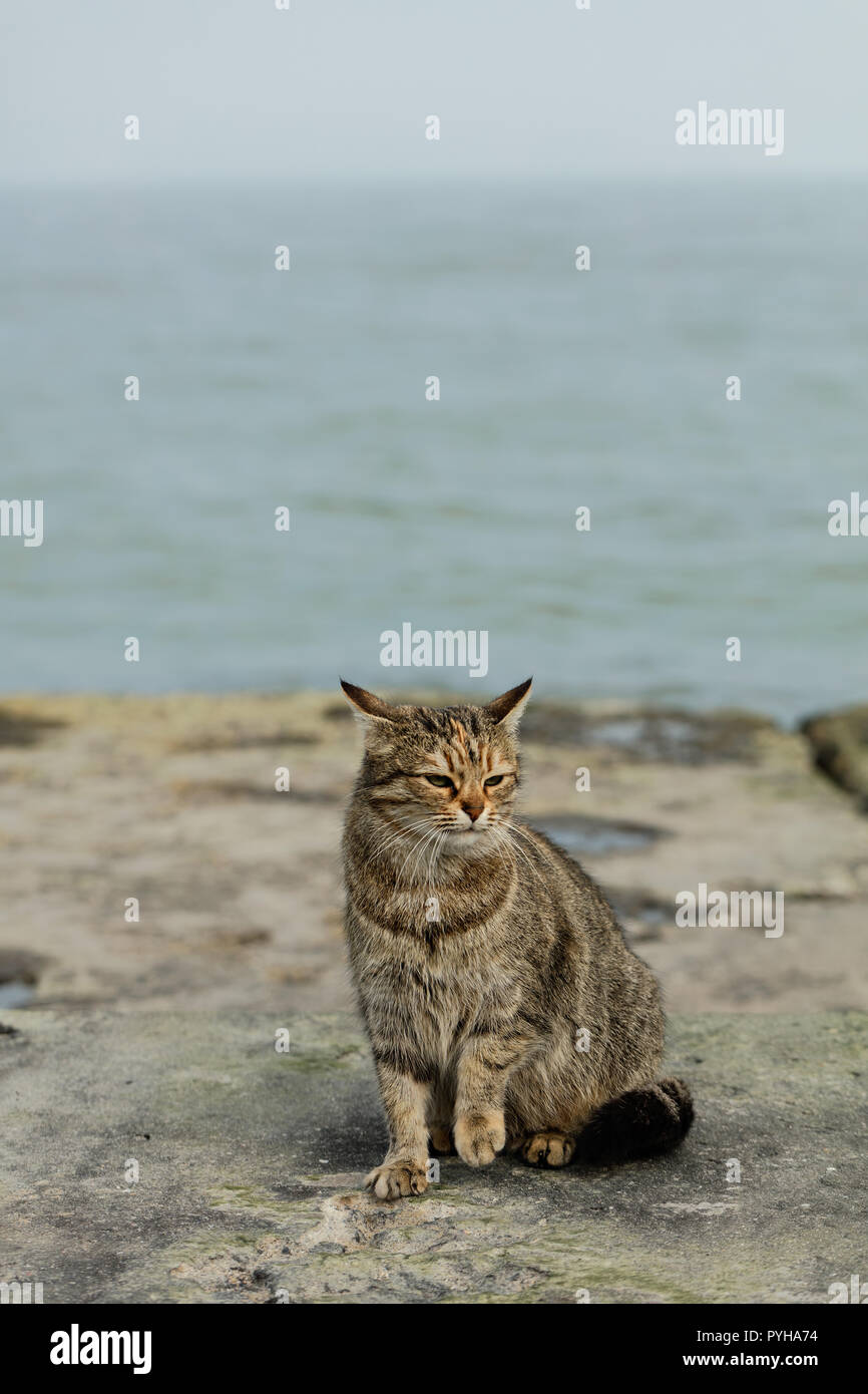 Funny grey cat on the beach against the sea. Selective focus Stock ...