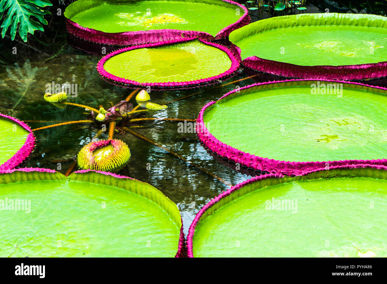 Australian water lily among giant water lily pads (Victoria amazonica ...