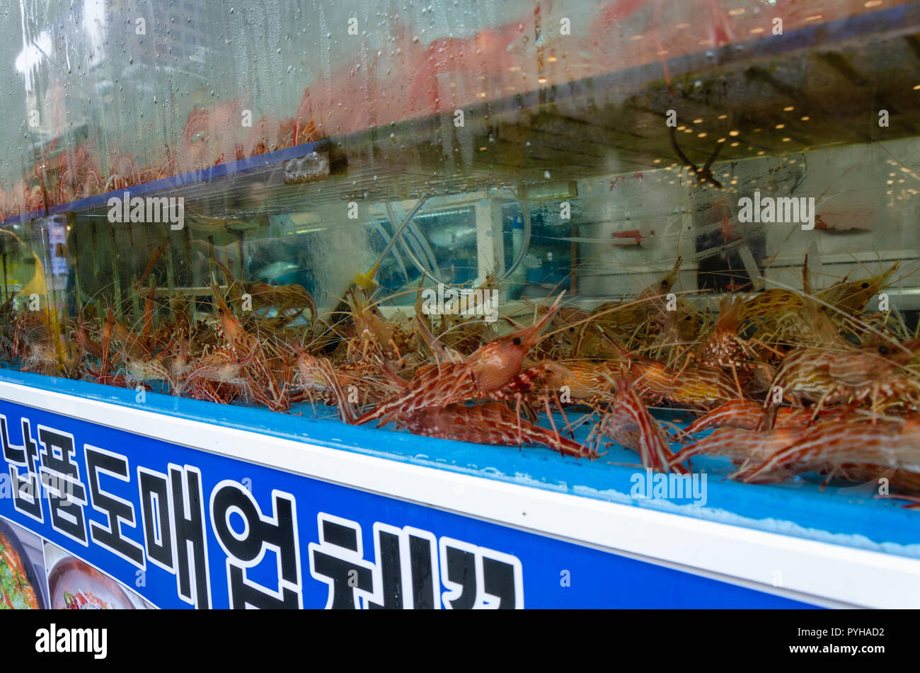A tank of fresh, living prawns at a restaurant in Haeundae Market in ...