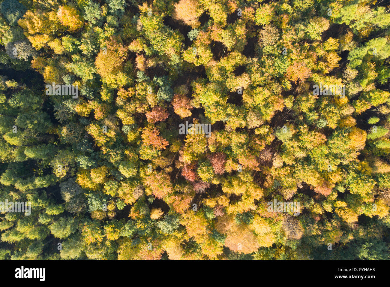 Drone view trees in autumn hi-res stock photography and images - Alamy
