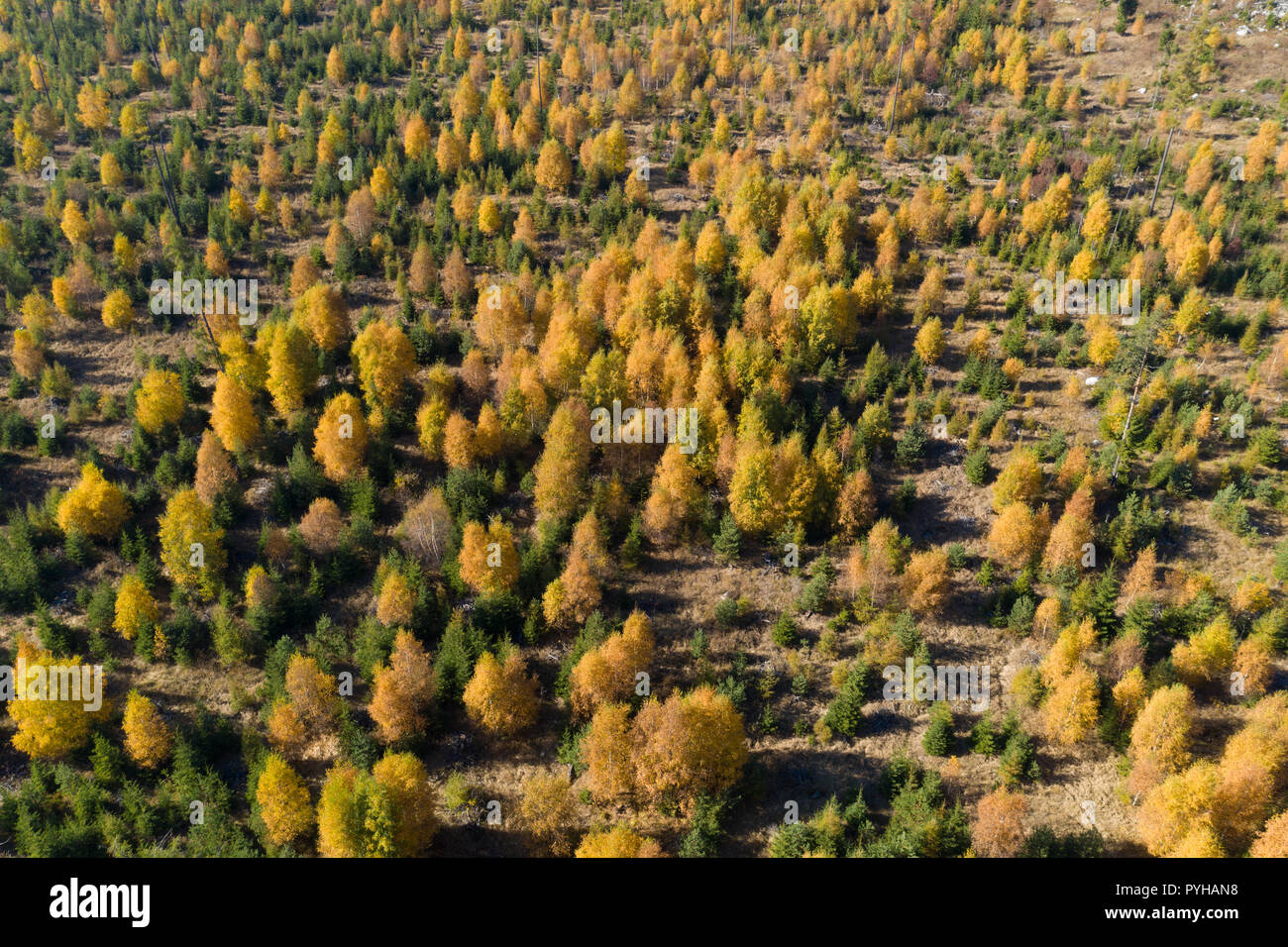 Aerial top down green forest hi-res stock photography and images - Alamy