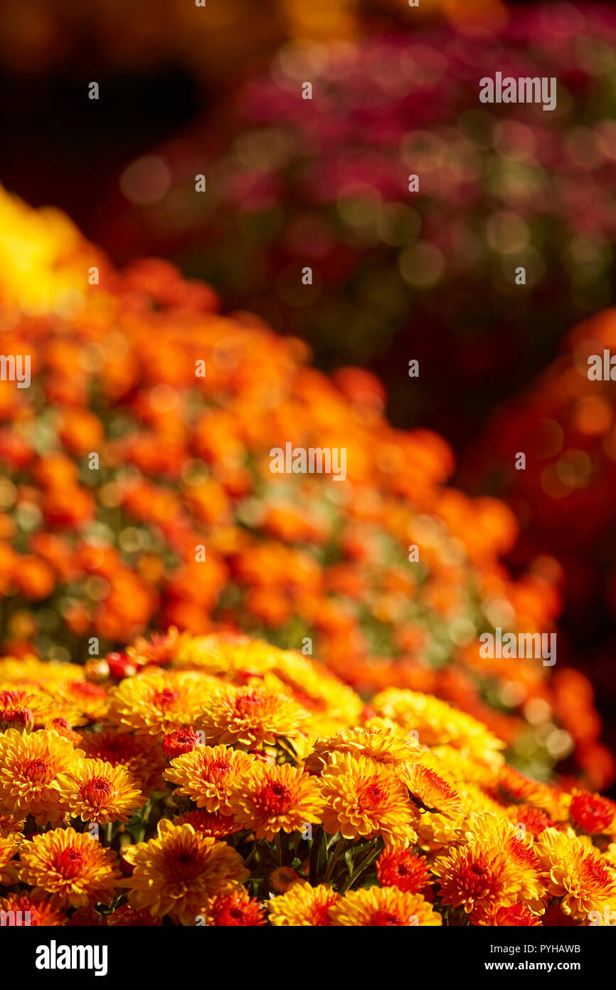 Outdoor mums hi-res stock photography and images - Alamy