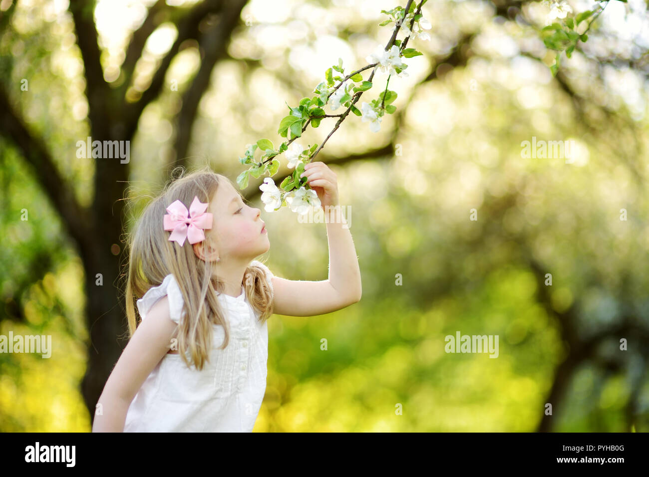 Adorable little girl in blooming apple tree garden on beautiful spring day. Cute child picking ...