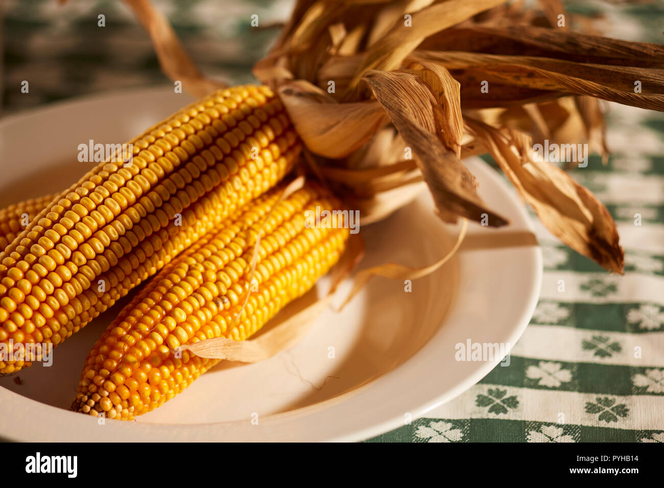Ears of dried dent corn, sometimes called feed corn Stock Photo - Alamy