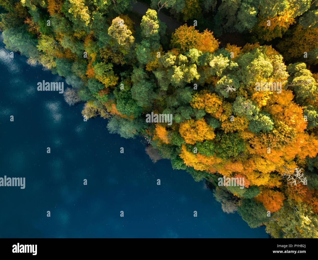 Aerial top down view of lake Gela coast with fallen trees, reflecting ...