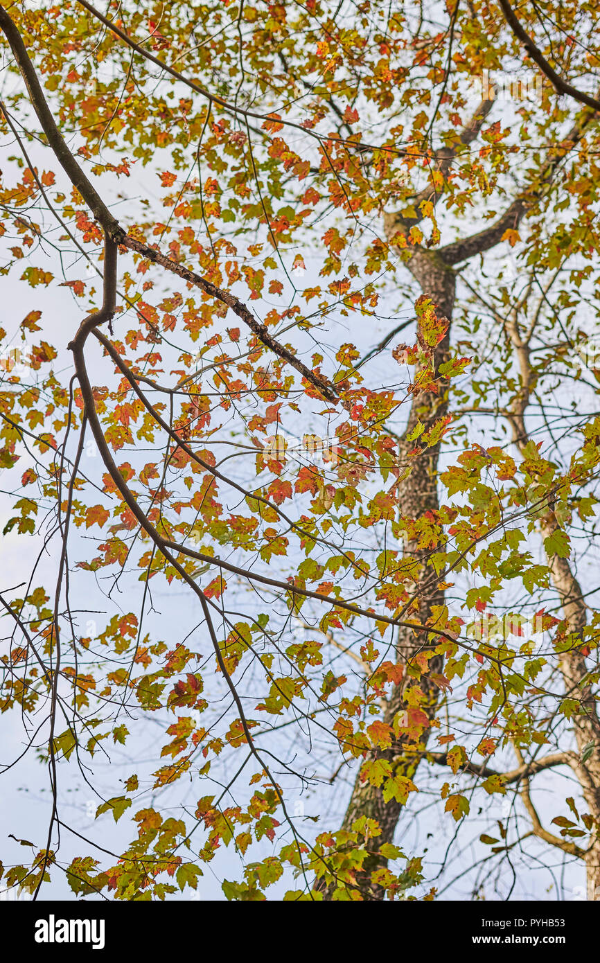 A maple tree changing color in early fall. Lancaster County ...