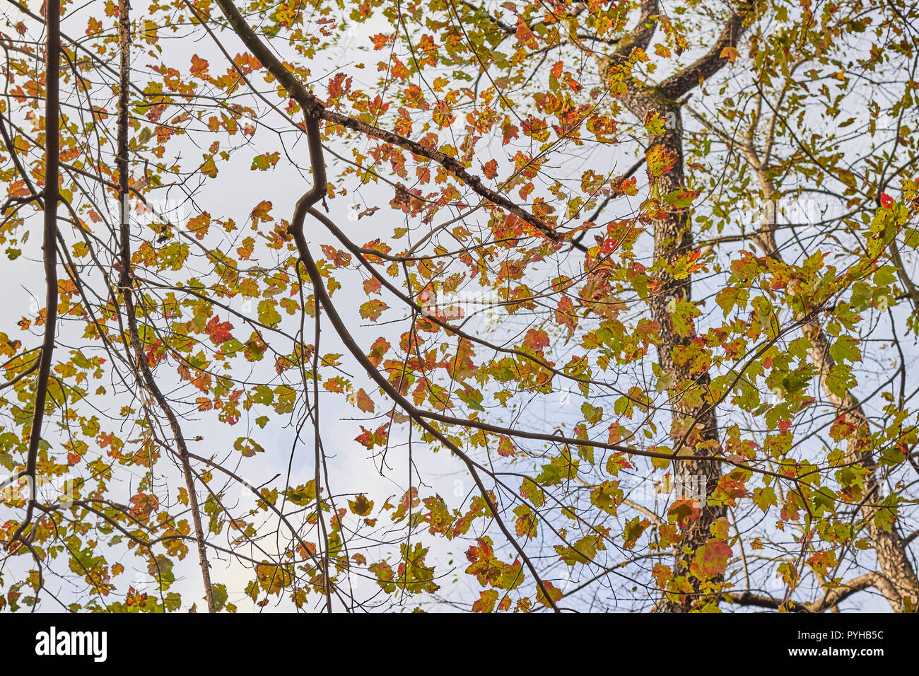 A maple tree changing color in early fall. Lancaster County ...