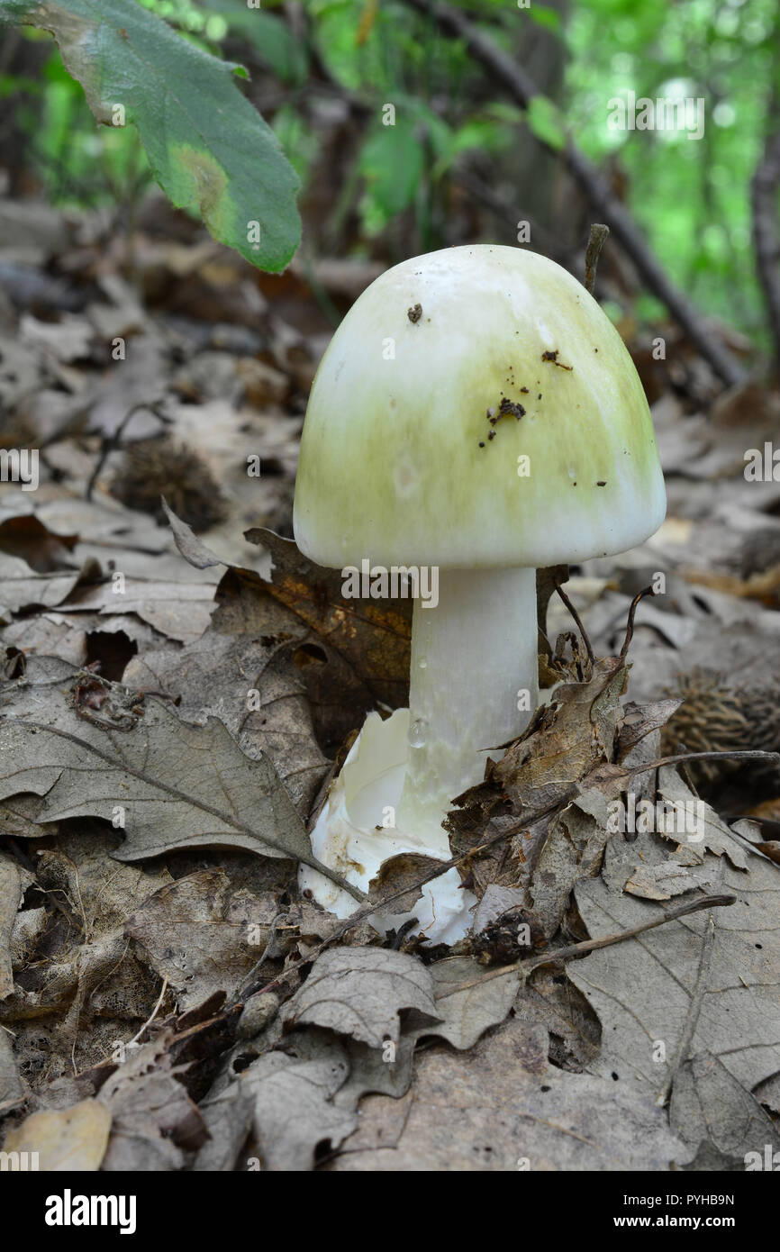 Death cap mushroom hi-res stock photography and images - Alamy
