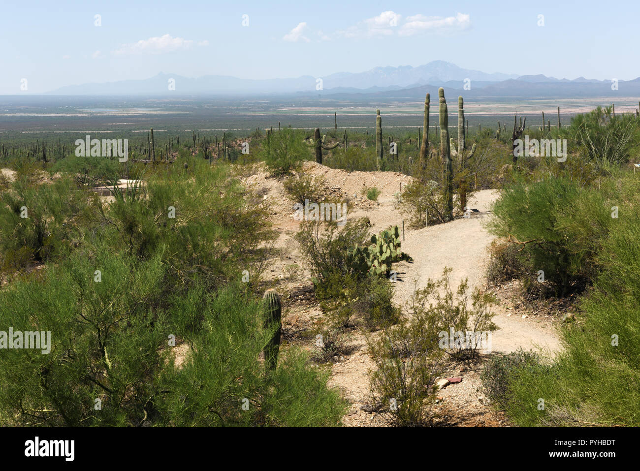 View of Sonoran Desert in Tucson from the Desert Museum in Tucson ...