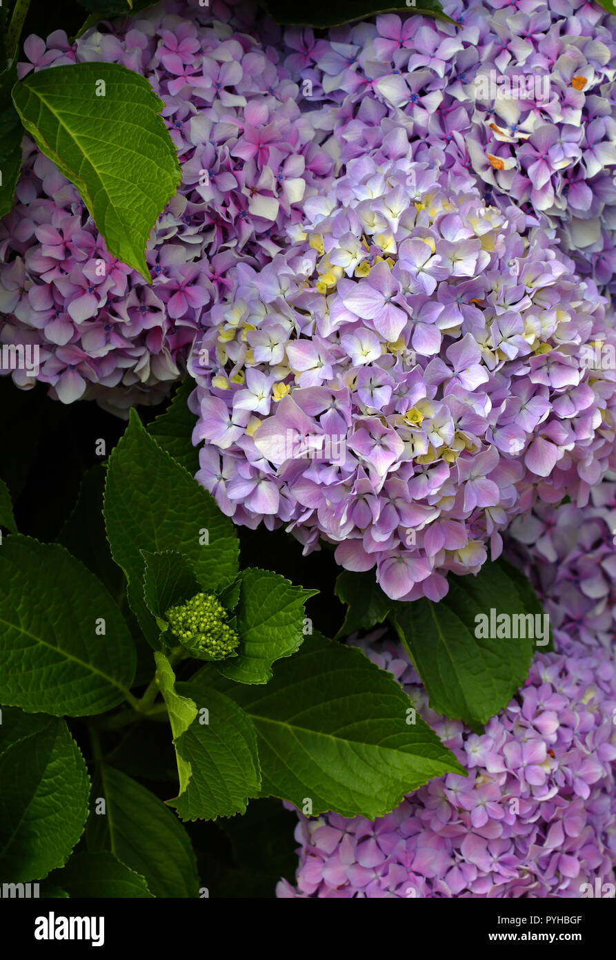 Hydrangea macrophylla - Pink hydrangea, Hortensia Lisbon, Portugal ...