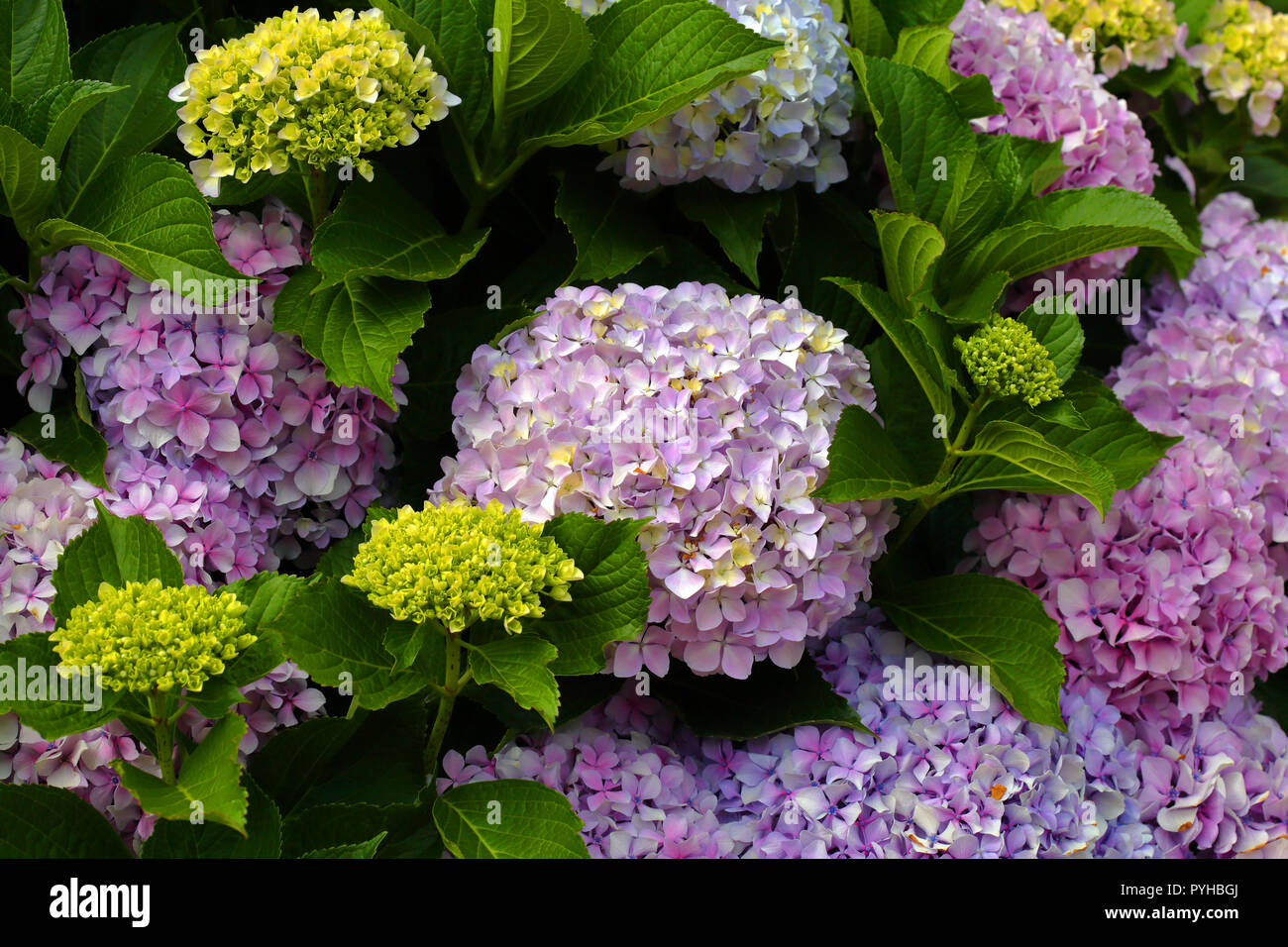 Hydrangea macrophylla - Pink hydrangea, Hortensia Lisbon, Portugal ...