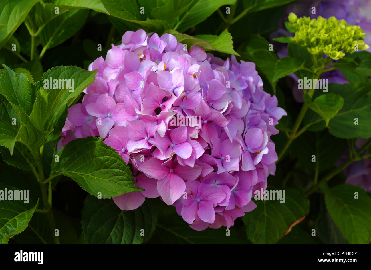 Hydrangea macrophylla - Pink hydrangea, Hortensia. Lisbon, Portugal ...